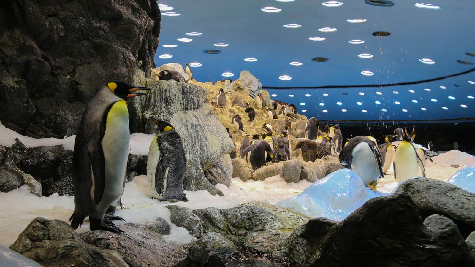 Loro Parque, una excursión familiar | Hej Kanarieöarna